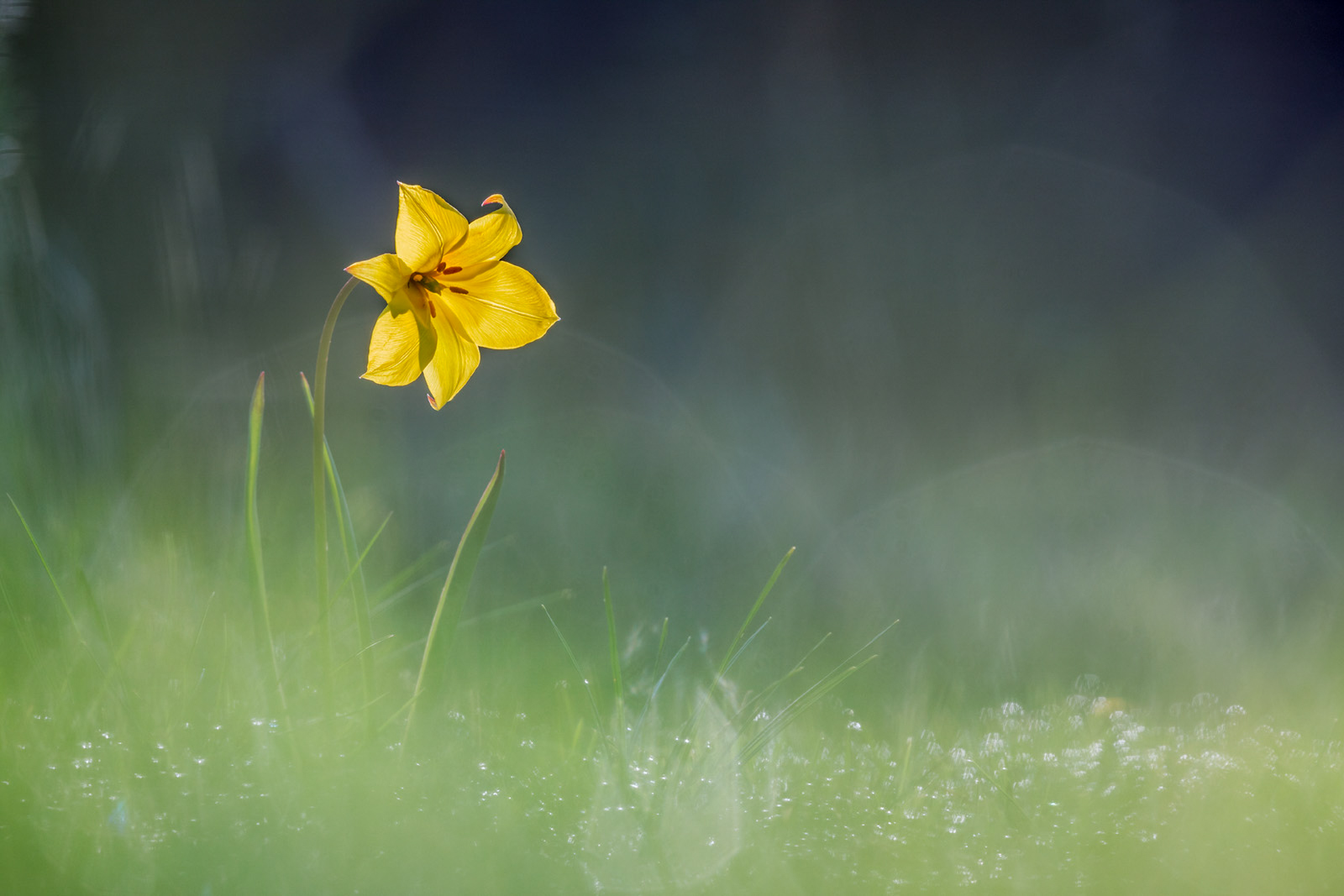 Nature Photography Inspiration for Spring - Nature TTL