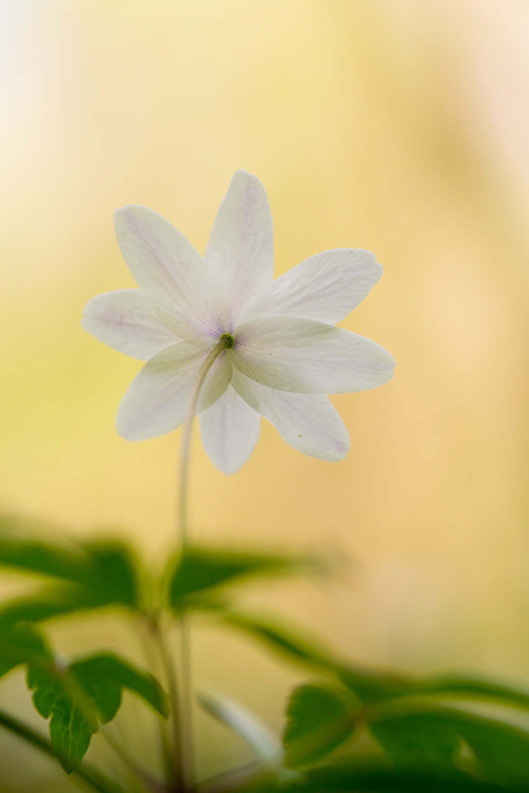 Nature Photography Inspiration for Spring - Nature TTL