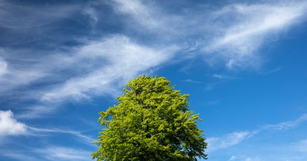 How to Photograph Lone Tree Landscapes - Nature TTL