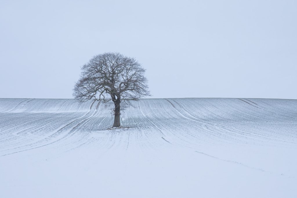 How to Photograph Lone Tree Landscapes - Nature TTL
