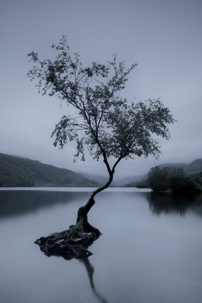 How to Photograph Lone Tree Landscapes - Nature TTL