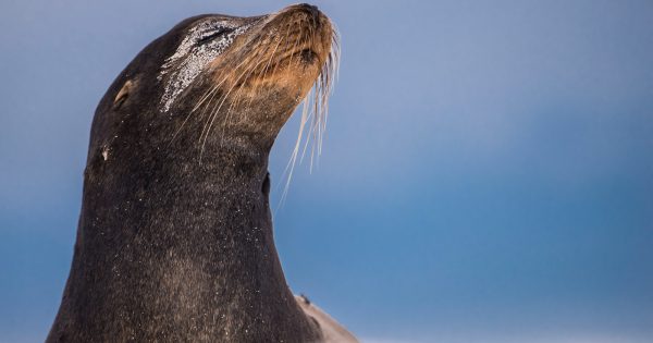 How to Master Exposure in Your Wildlife Photography - Nature TTL