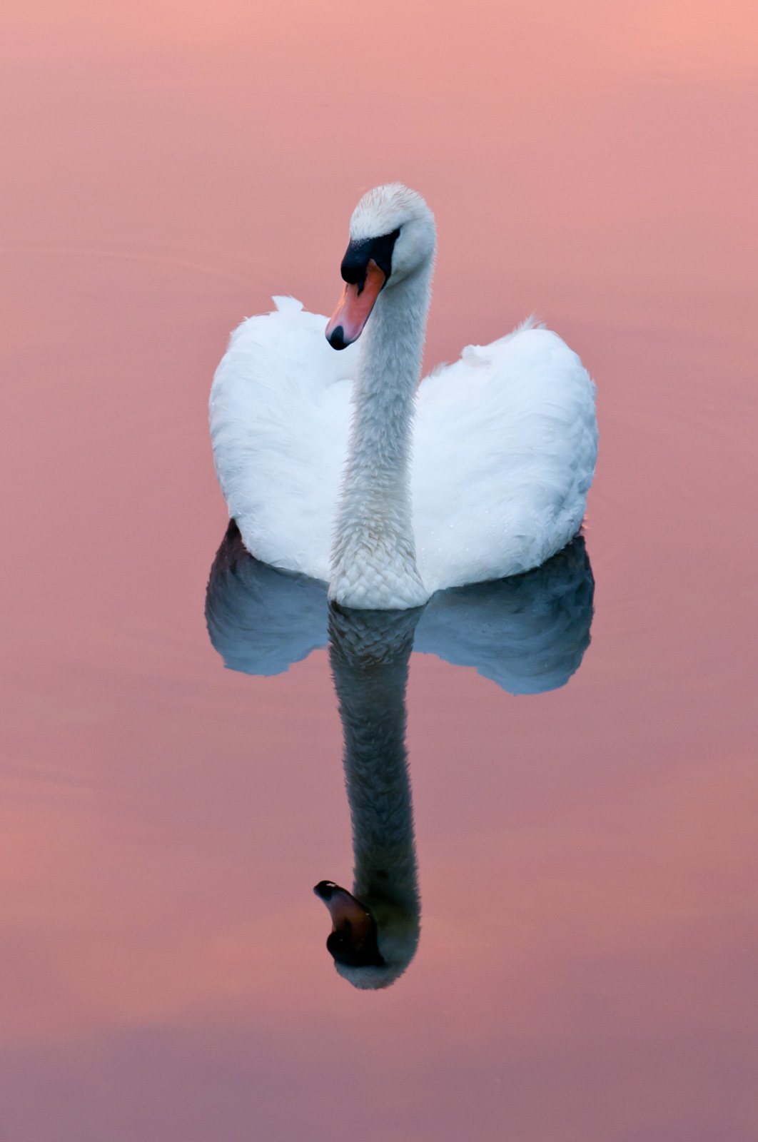 How to Master Exposure in Your Wildlife Photography - Nature TTL