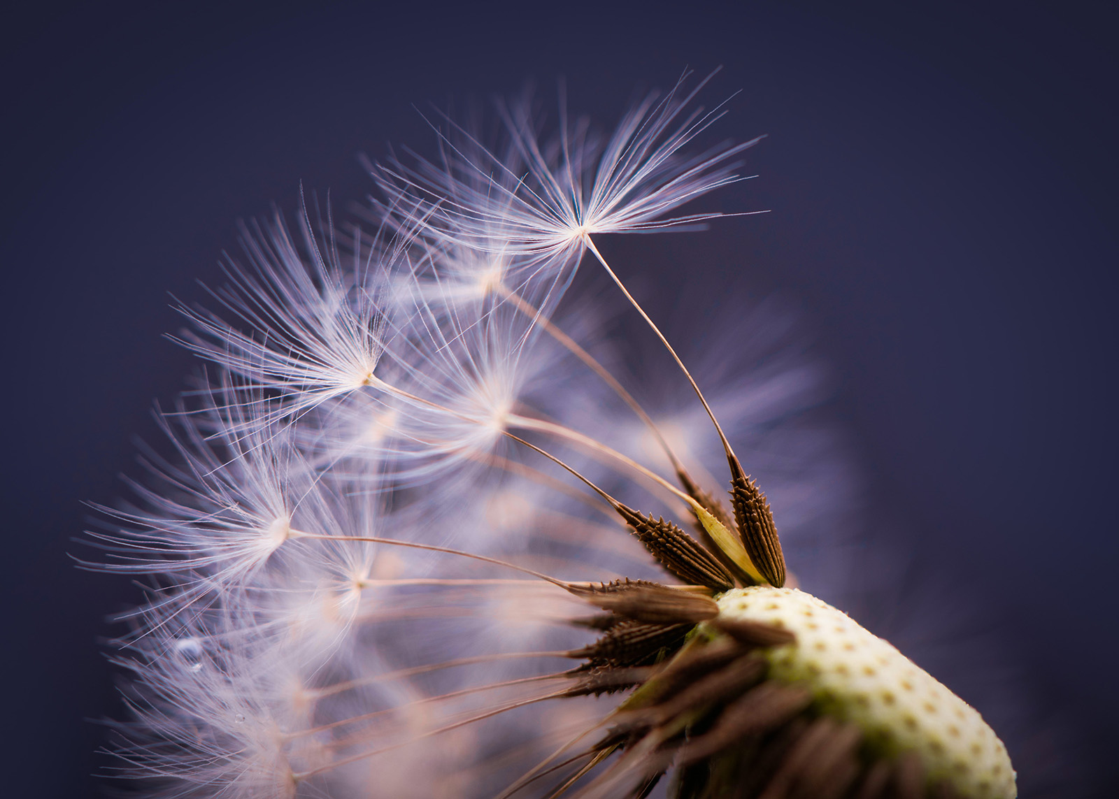 Weekly Photography Assignment: Macro - Nature TTL
