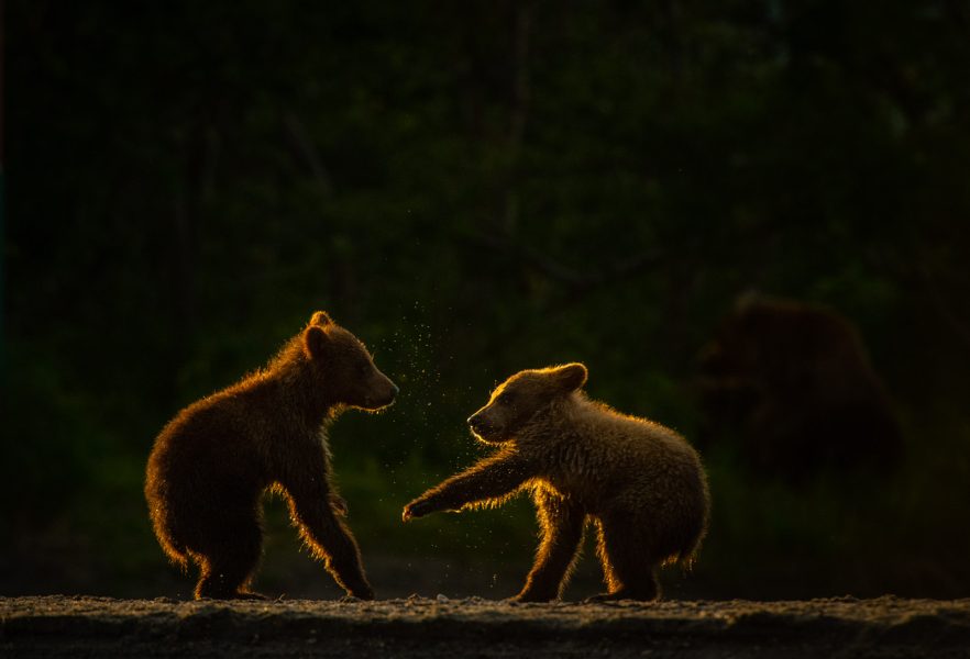 Remembering Bears: Beautiful New Book Raising Funds to Protect Bears ...