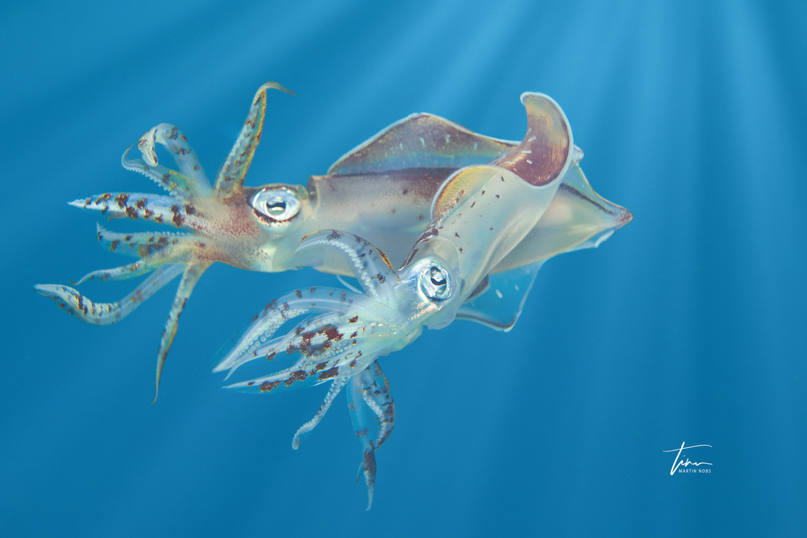 How to Take Charismatic Portraits of Marine Life - Nature TTL