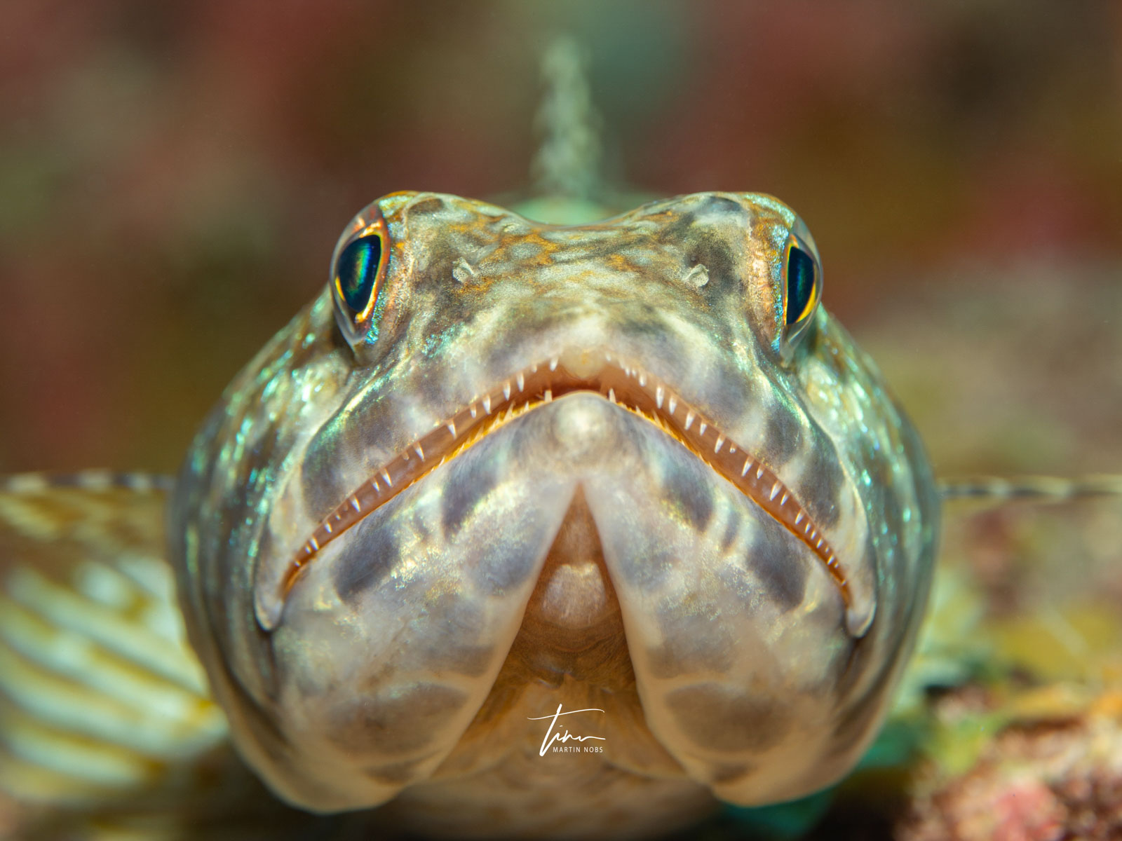 How to Take Charismatic Portraits of Marine Life - Nature TTL