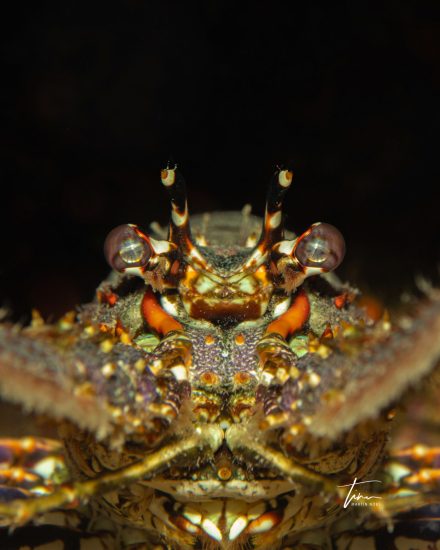 How to Take Charismatic Portraits of Marine Life - Nature TTL