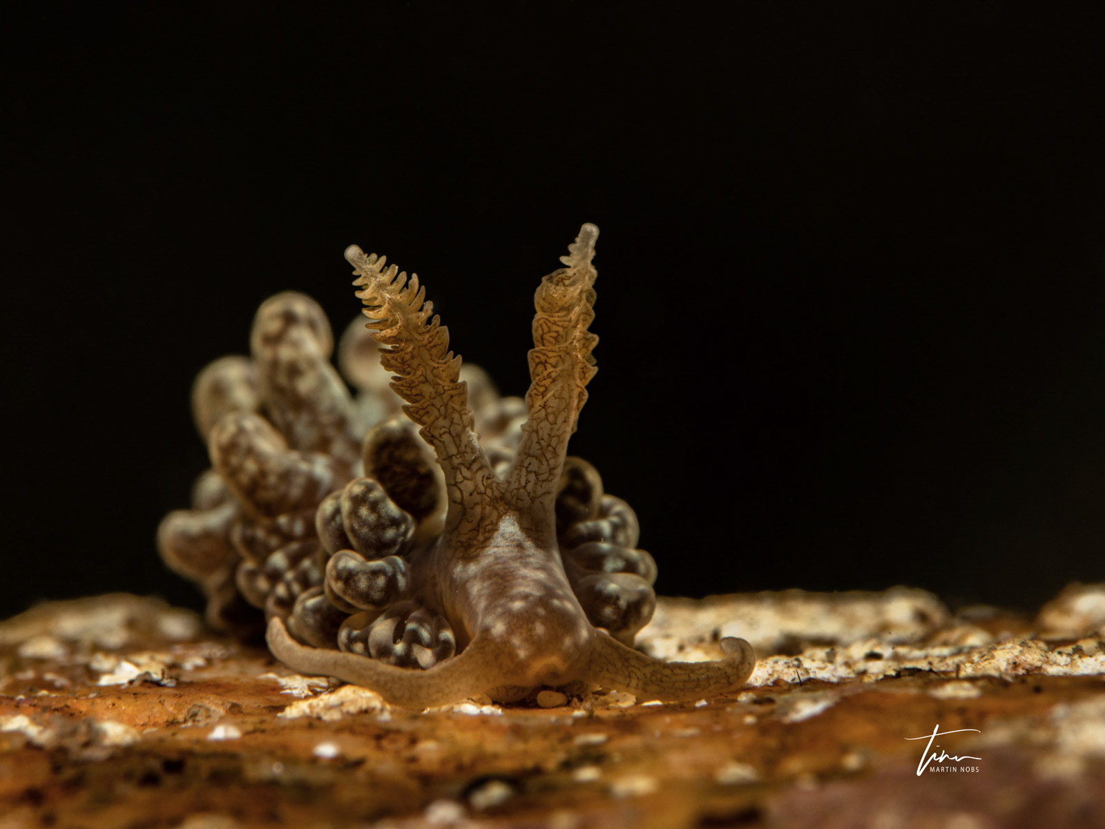 How to Take Charismatic Portraits of Marine Life - Nature TTL