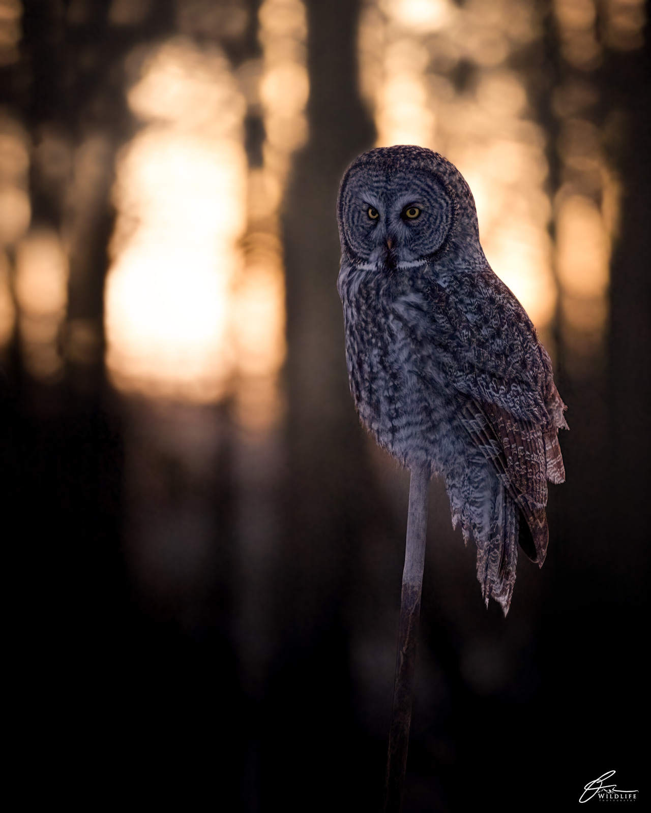 Wildlife Photography Guide to Quebec, Canada - Nature TTL