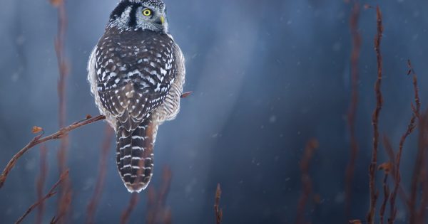 Wildlife Photography Guide to Quebec, Canada - Nature TTL