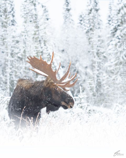 Wildlife Photography Guide to Quebec, Canada - Nature TTL