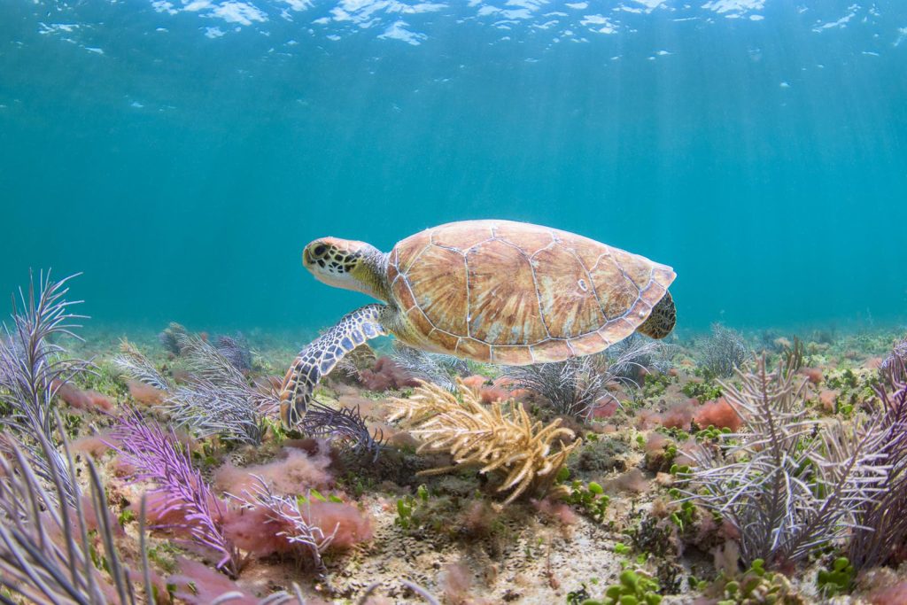 How to Photograph Sea Turtles - Nature TTL