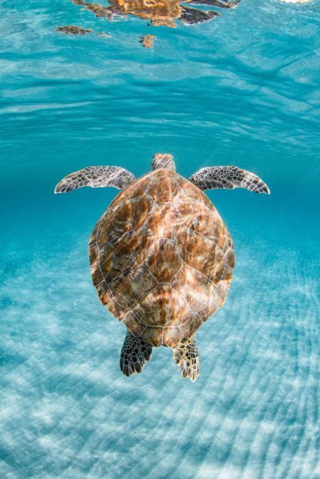 How to Photograph Sea Turtles - Nature TTL