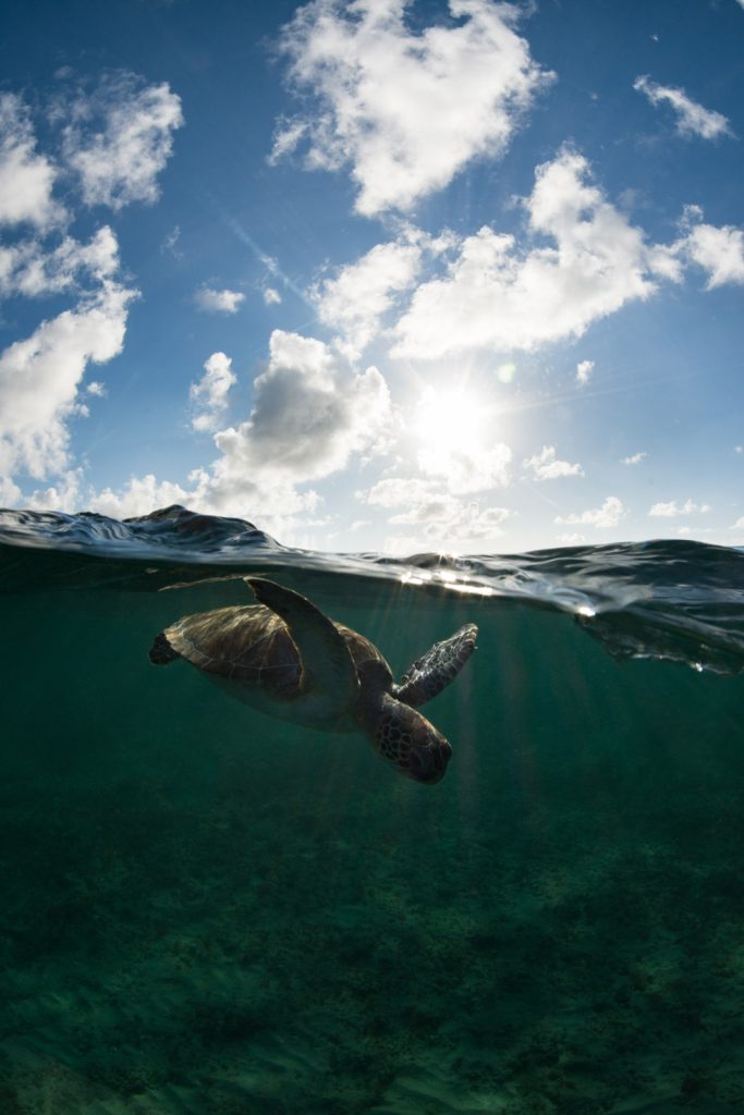 How to Photograph Sea Turtles - Nature TTL
