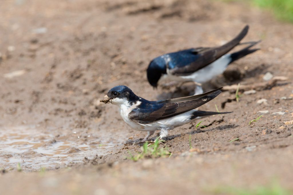 Nature Photography Inspiration for Summer in the UK - Nature TTL