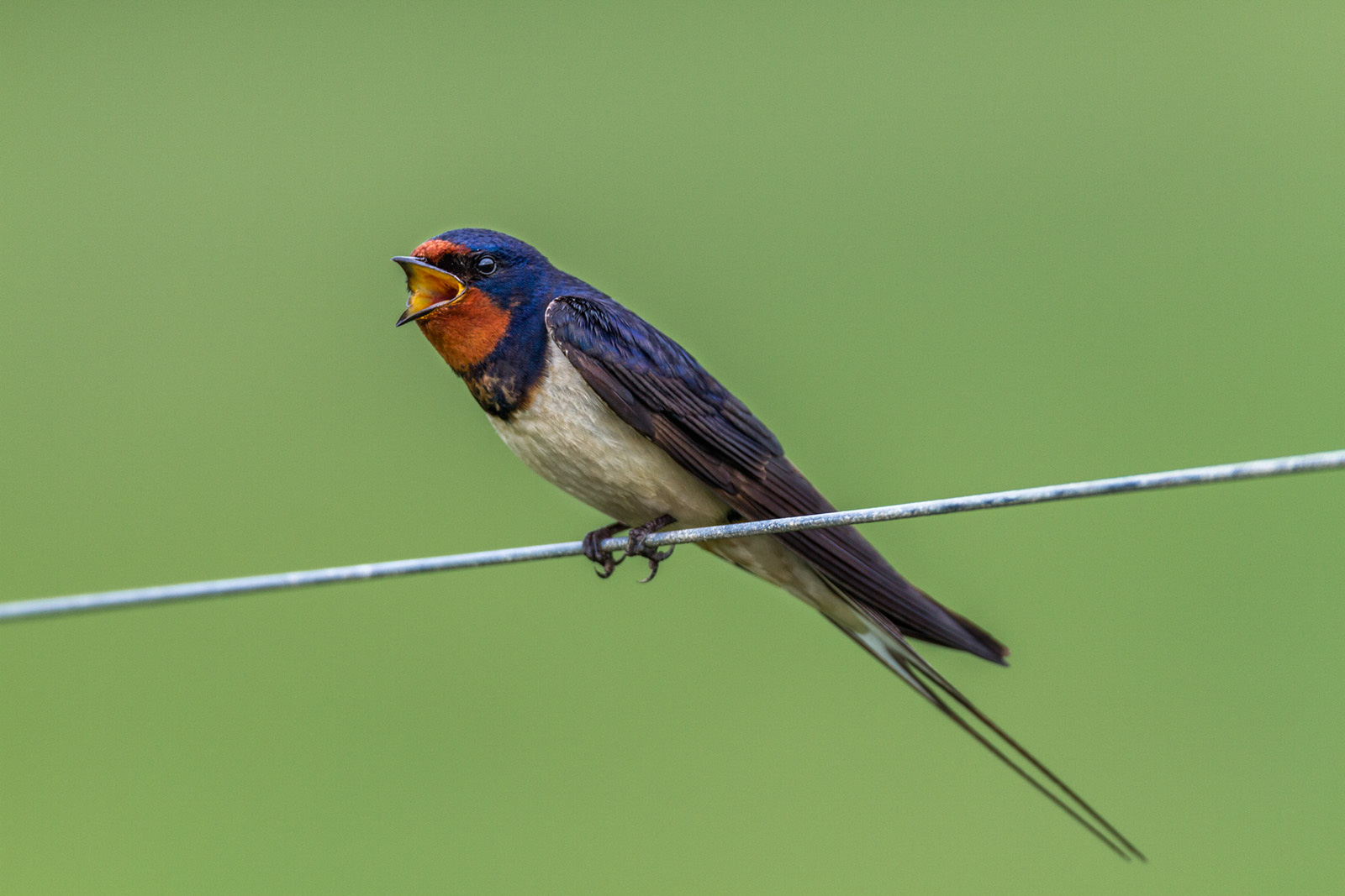 Nature Photography Inspiration for Summer in the UK - Nature TTL