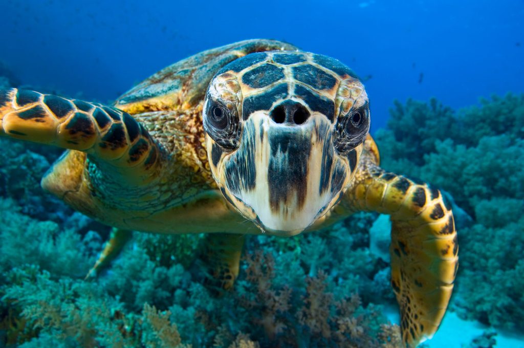 Alex Mustard: Photographing Special Moments Underwater - Nature TTL