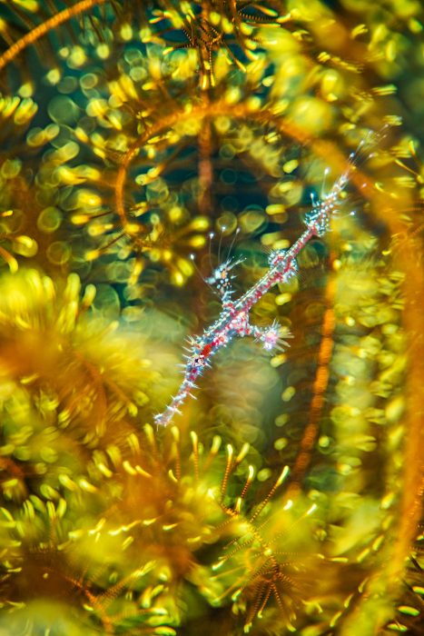 Alex Mustard: Photographing Special Moments Underwater - Nature TTL