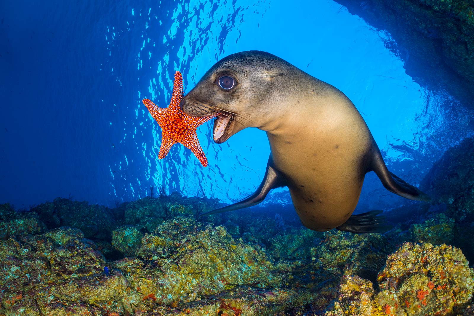 Alex Mustard: Photographing Special Moments Underwater - Nature TTL