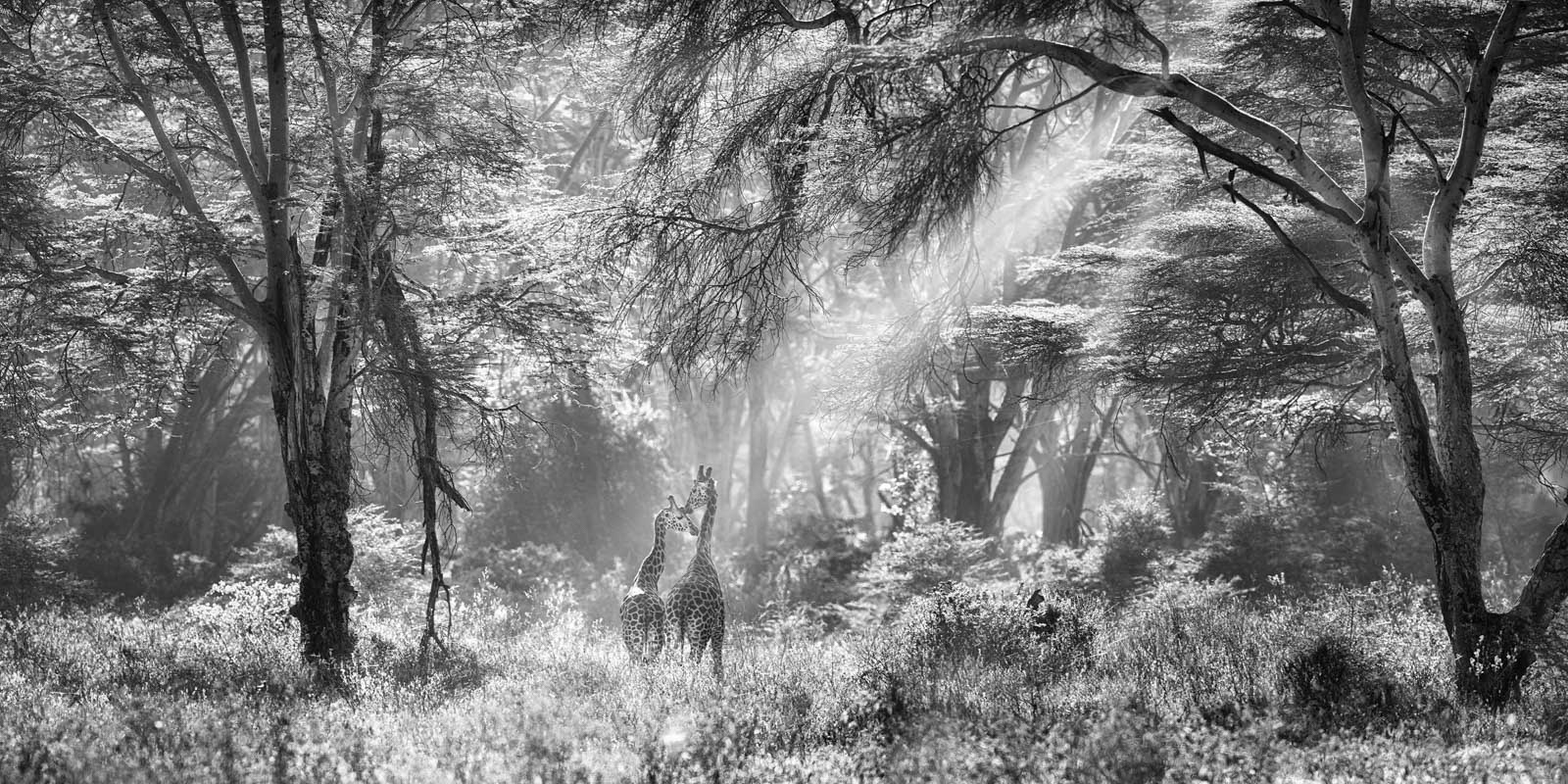 Marina Cano: 25 Years Behind the Camera - Nature TTL
