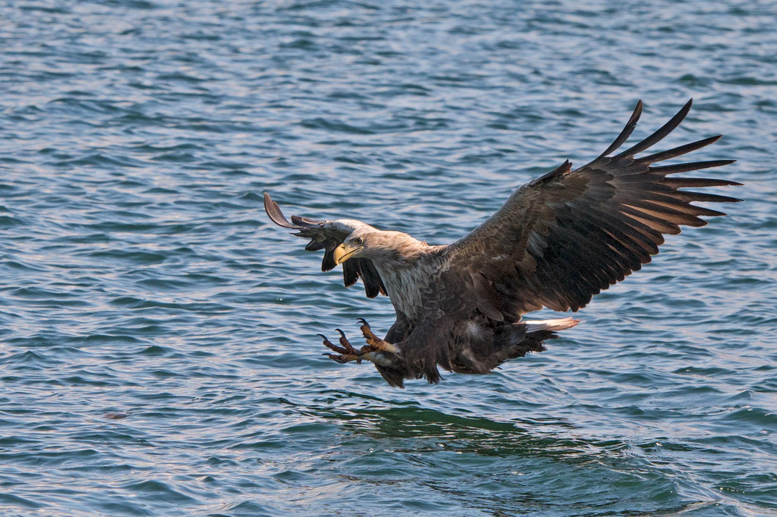 Wildlife Photography Guide to Summer in the Scottish Highlands - Nature TTL