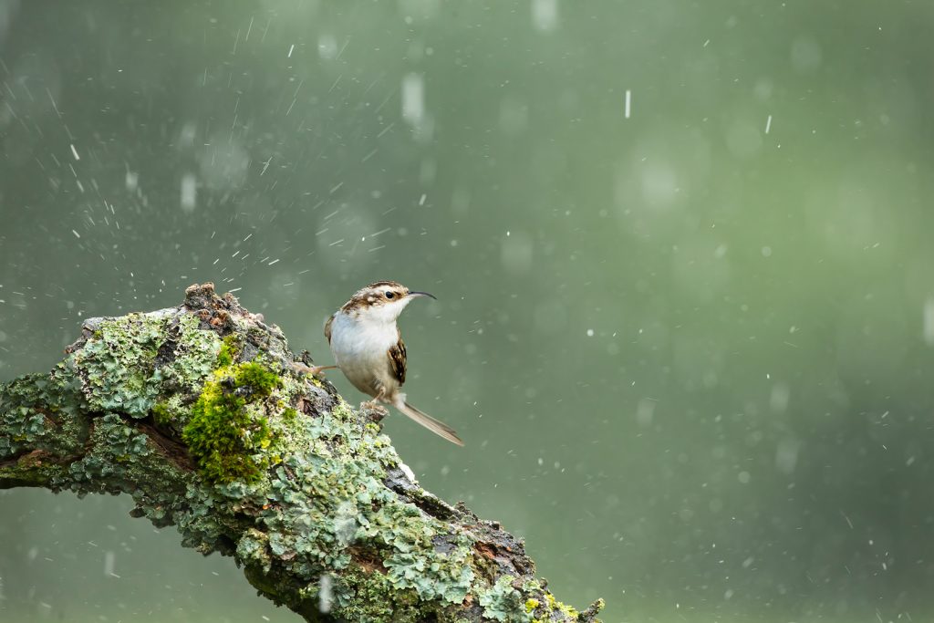 How to Photograph Wildlife in Extreme Weather - Nature TTL