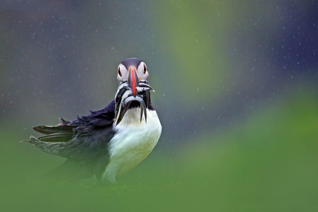 How to Photograph Wildlife in Extreme Weather - Nature TTL