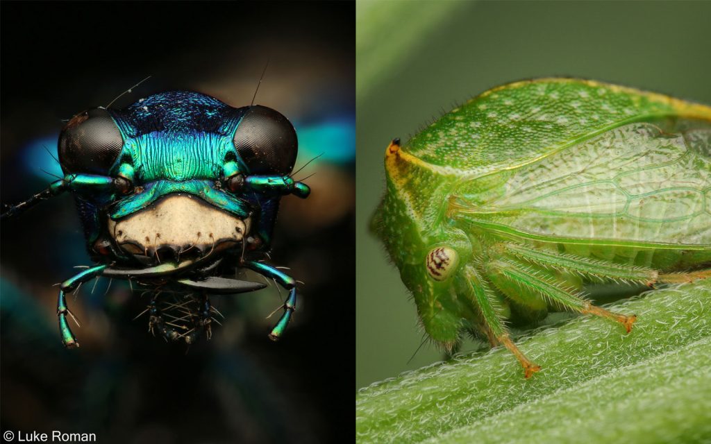 How to Use Focus Stacking for Studio Macro Photography - Nature TTL