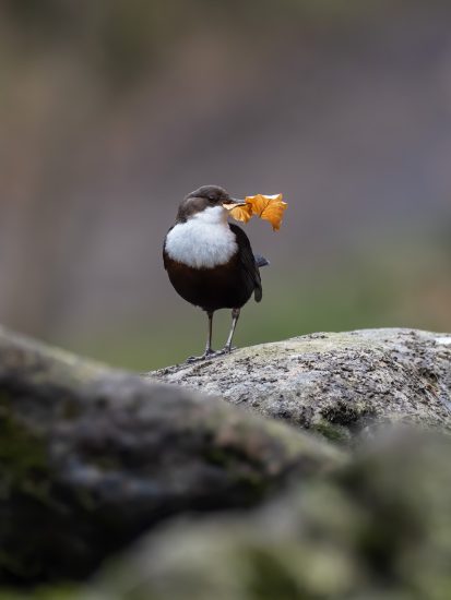 How to Photograph Dippers - Nature TTL