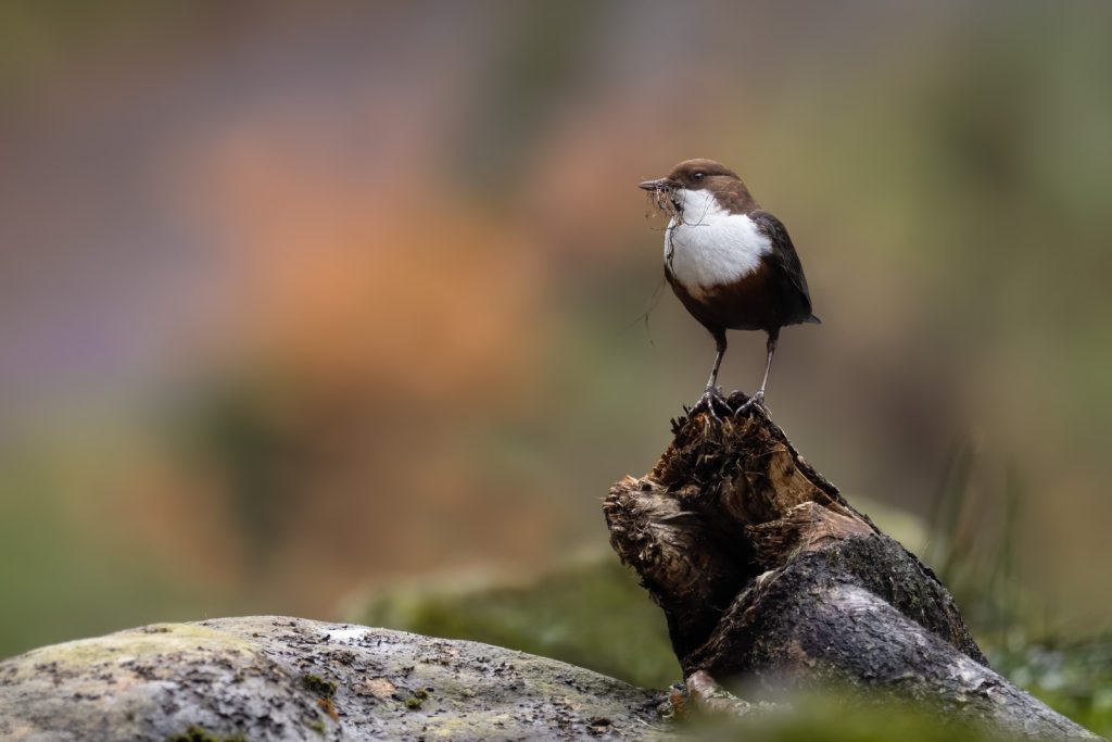 How to Photograph Dippers - Nature TTL