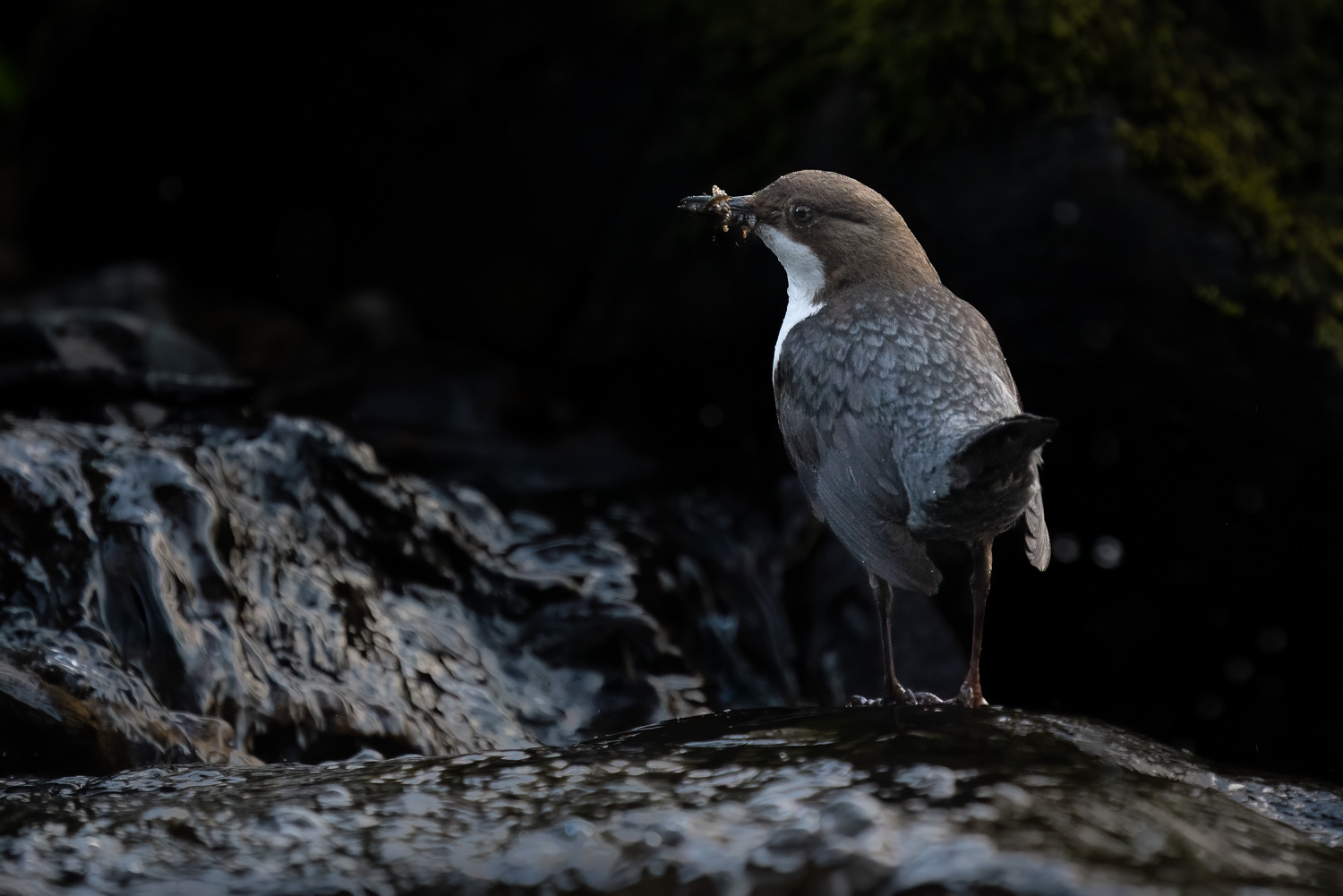 How to Photograph Dippers - Nature TTL