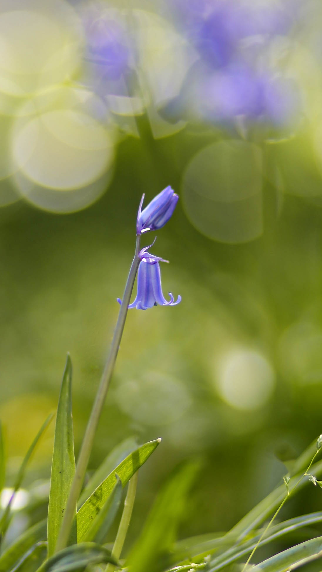 Weekly Photography Assignment: Creative May - Nature TTL