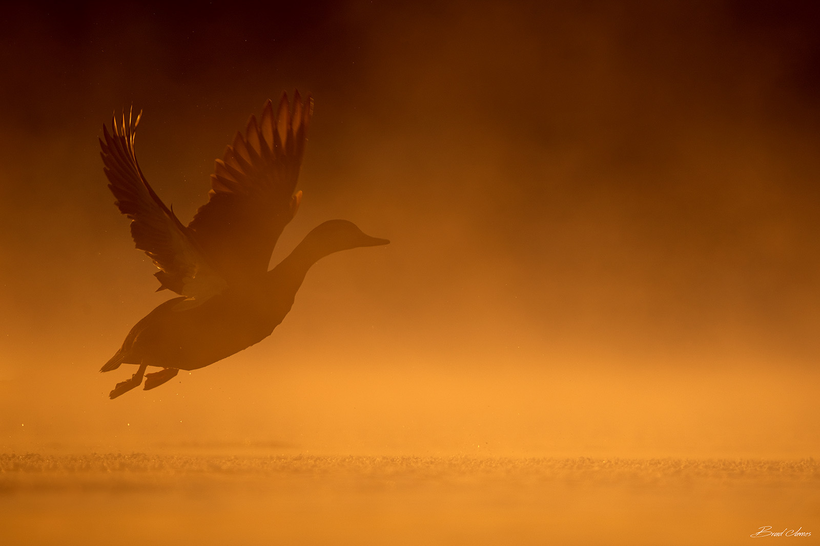 How to Harness Light in Bird Photography - Nature TTL