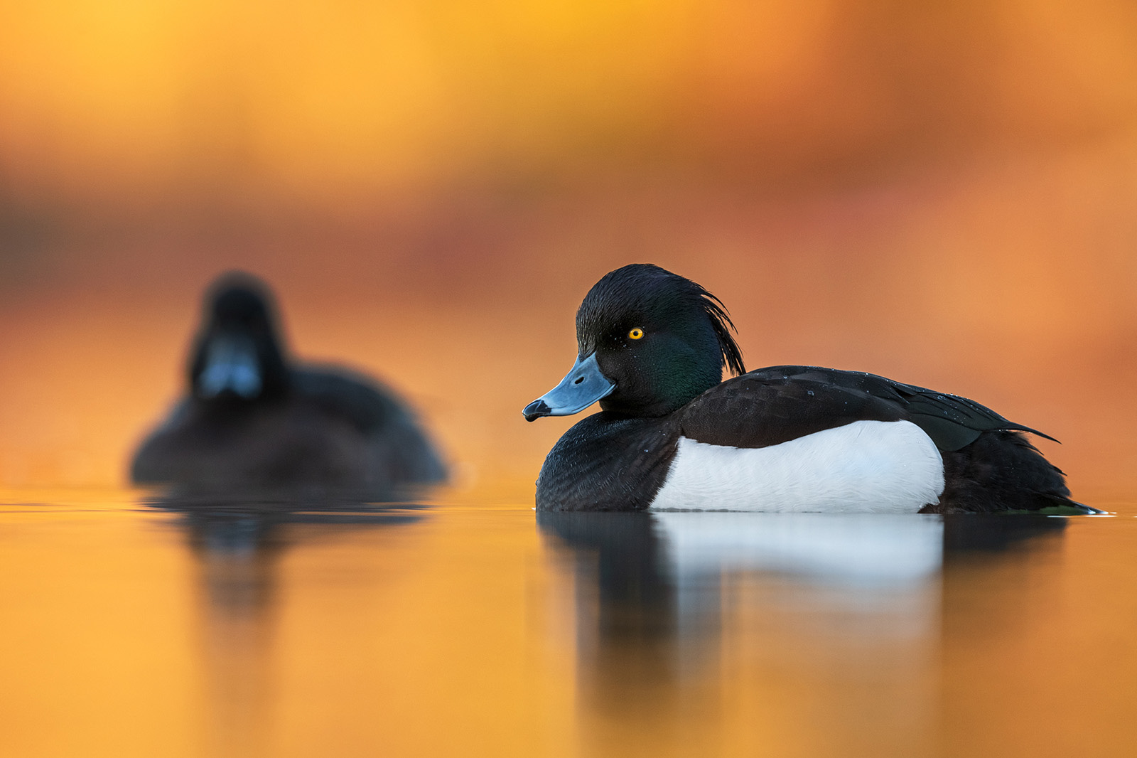 How to Harness Light in Bird Photography - Nature TTL