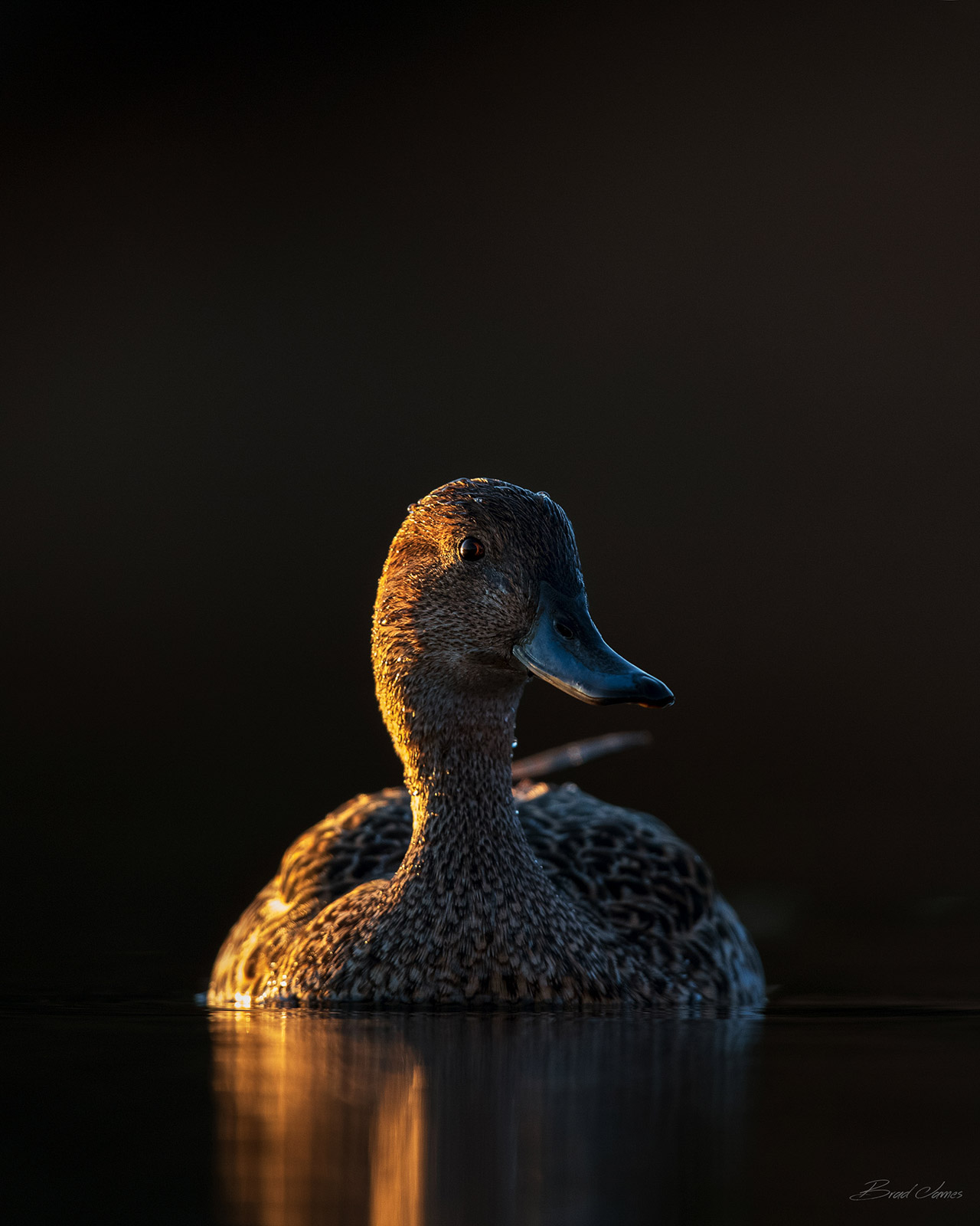 How to Harness Light in Bird Photography - Nature TTL