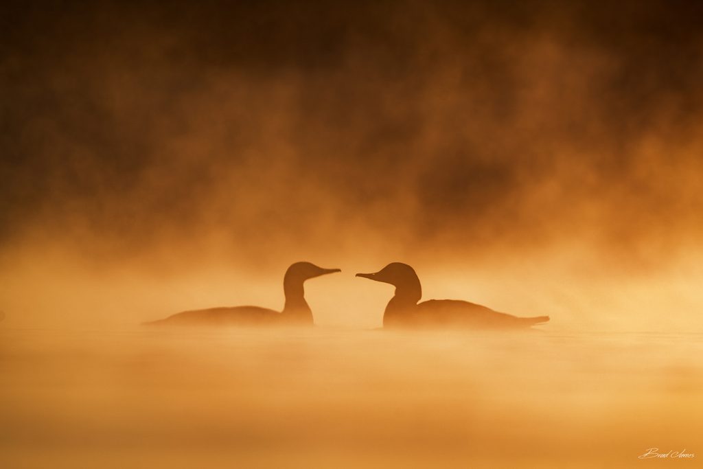How to Harness Light in Bird Photography - Nature TTL