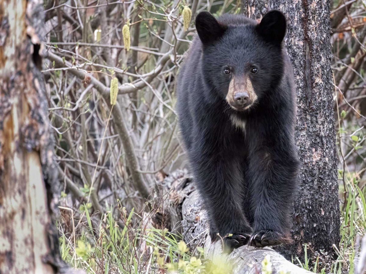 The Majestic Wildlife of Canada's Boreal Forest - Nature TTL