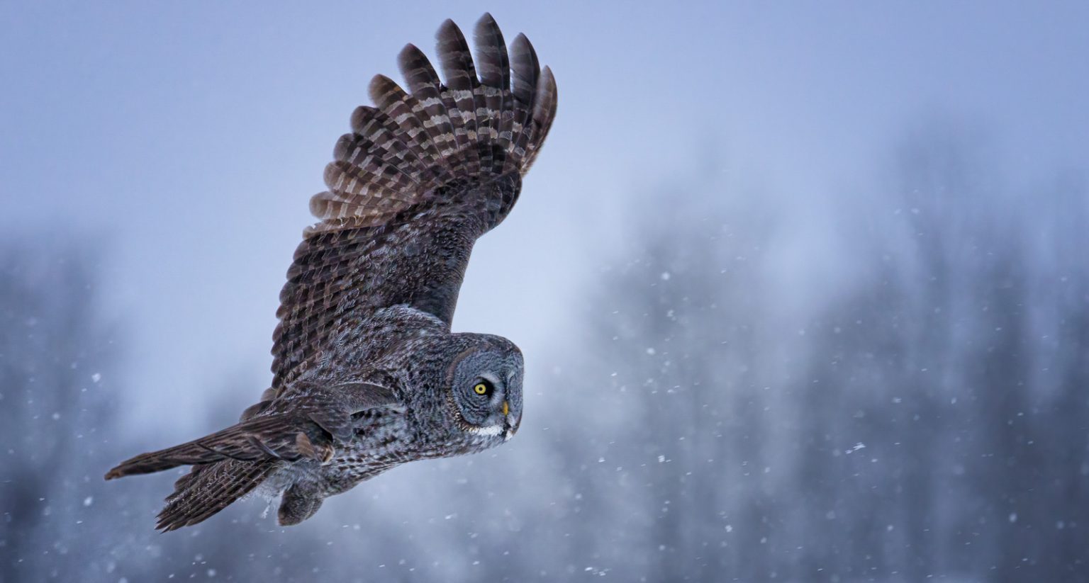 The Majestic Wildlife of Canada's Boreal Forest - Nature TTL