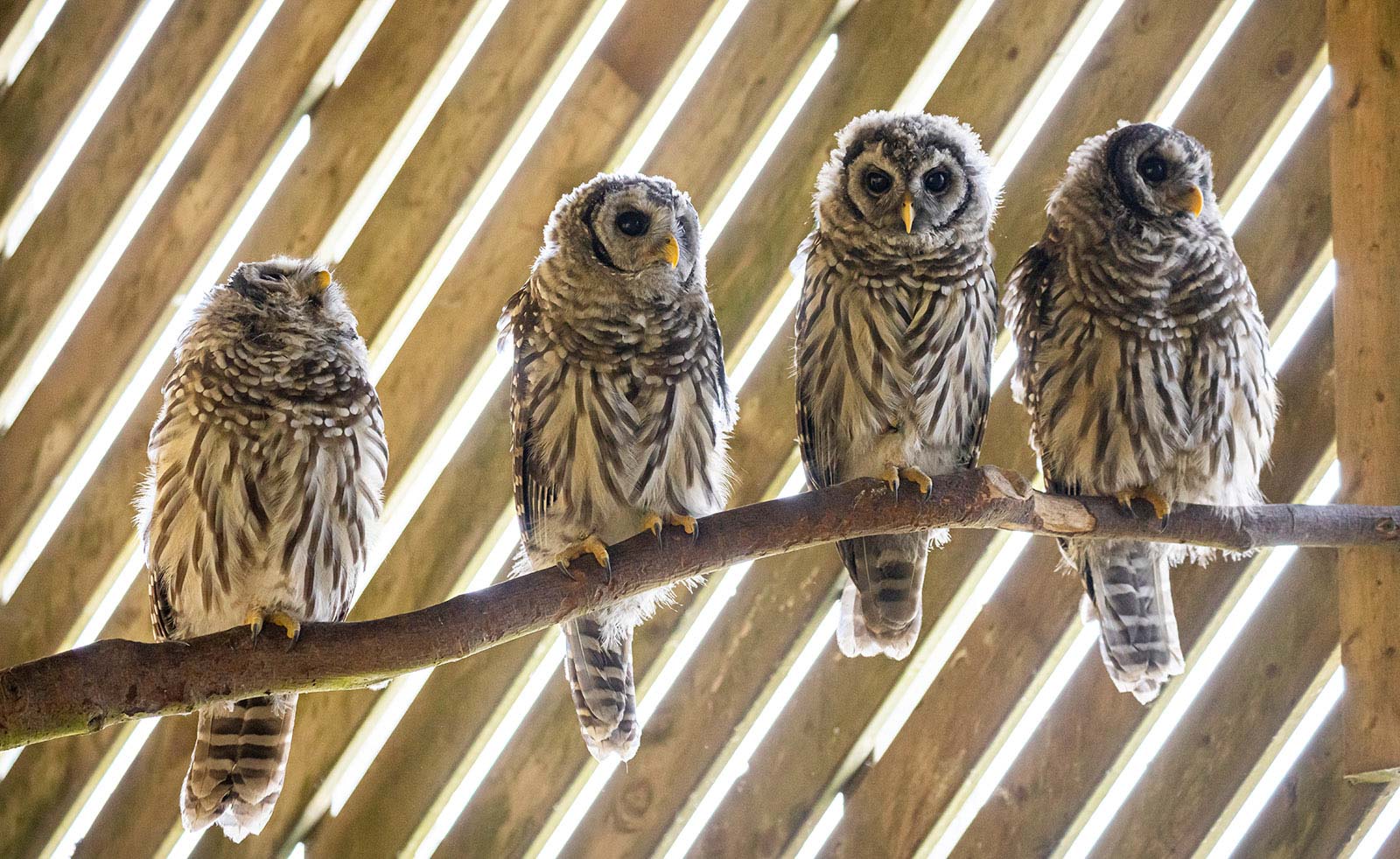 Second Chance: Behind the Scenes at a Wildlife Rehab Centre - Nature TTL
