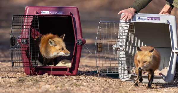 Second Chance: Behind the Scenes at a Wildlife Rehab Centre - Nature TTL