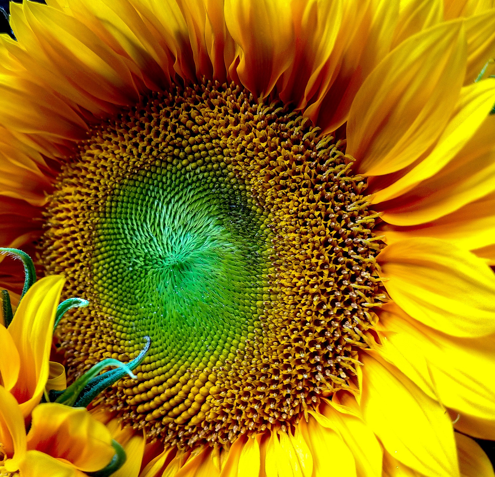 Weekly Photography Assignment: Macro - Nature TTL