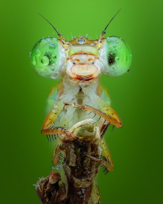 What Is Focus Stacking in Photography? - Nature TTL