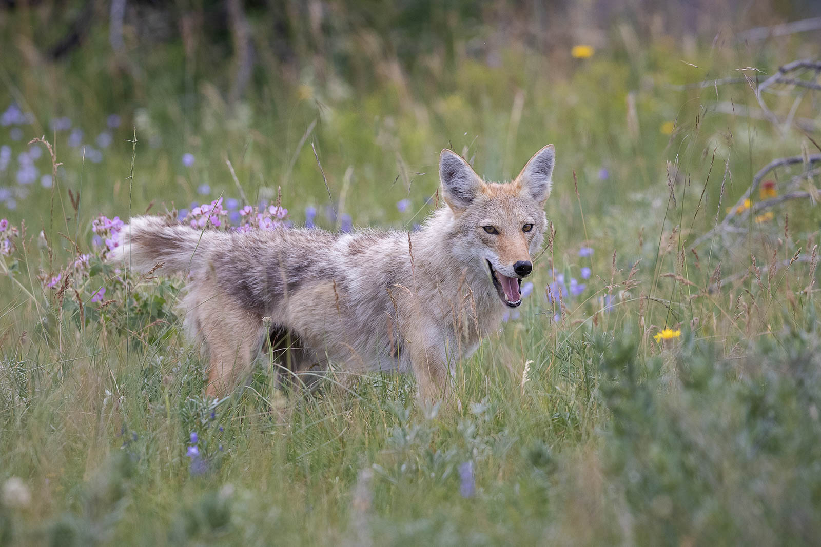 How to Photograph Coyotes - Nature TTL