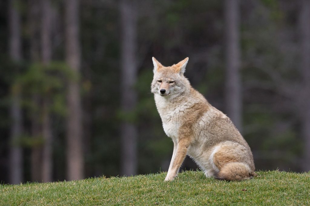 How to Photograph Coyotes - Nature TTL