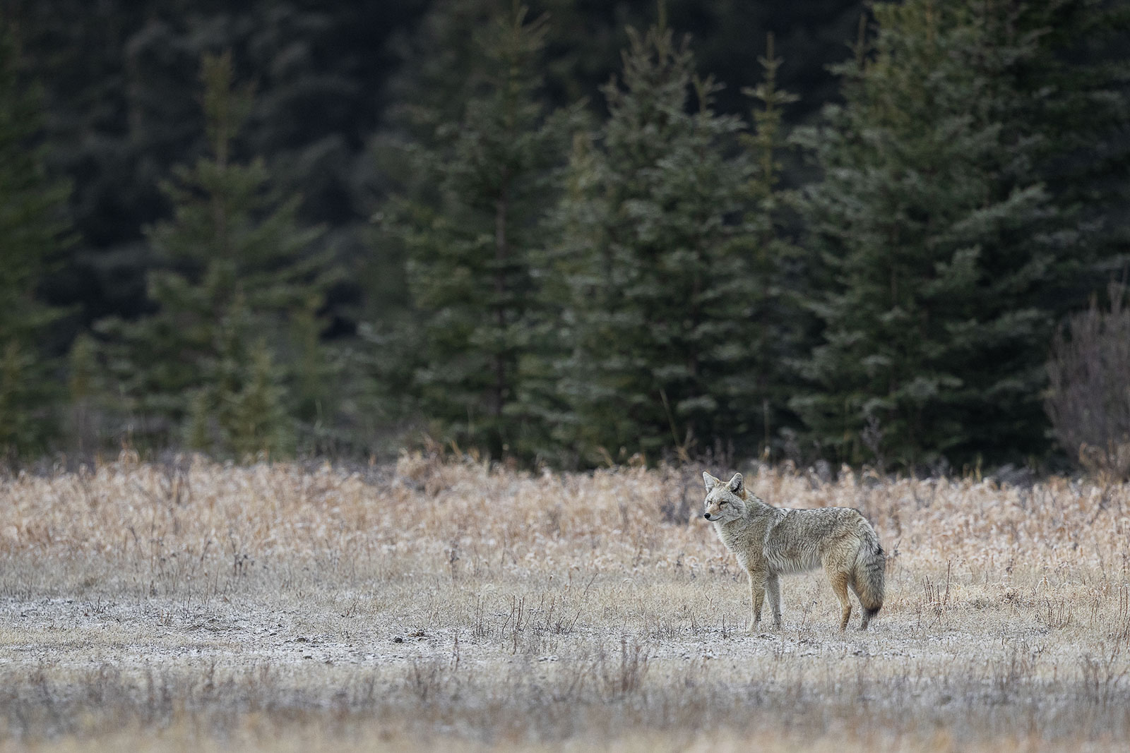 How to Photograph Coyotes - Nature TTL