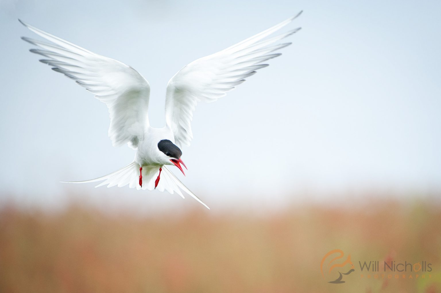 Exposure Compensation: The Complete Beginner's Guide - Nature TTL