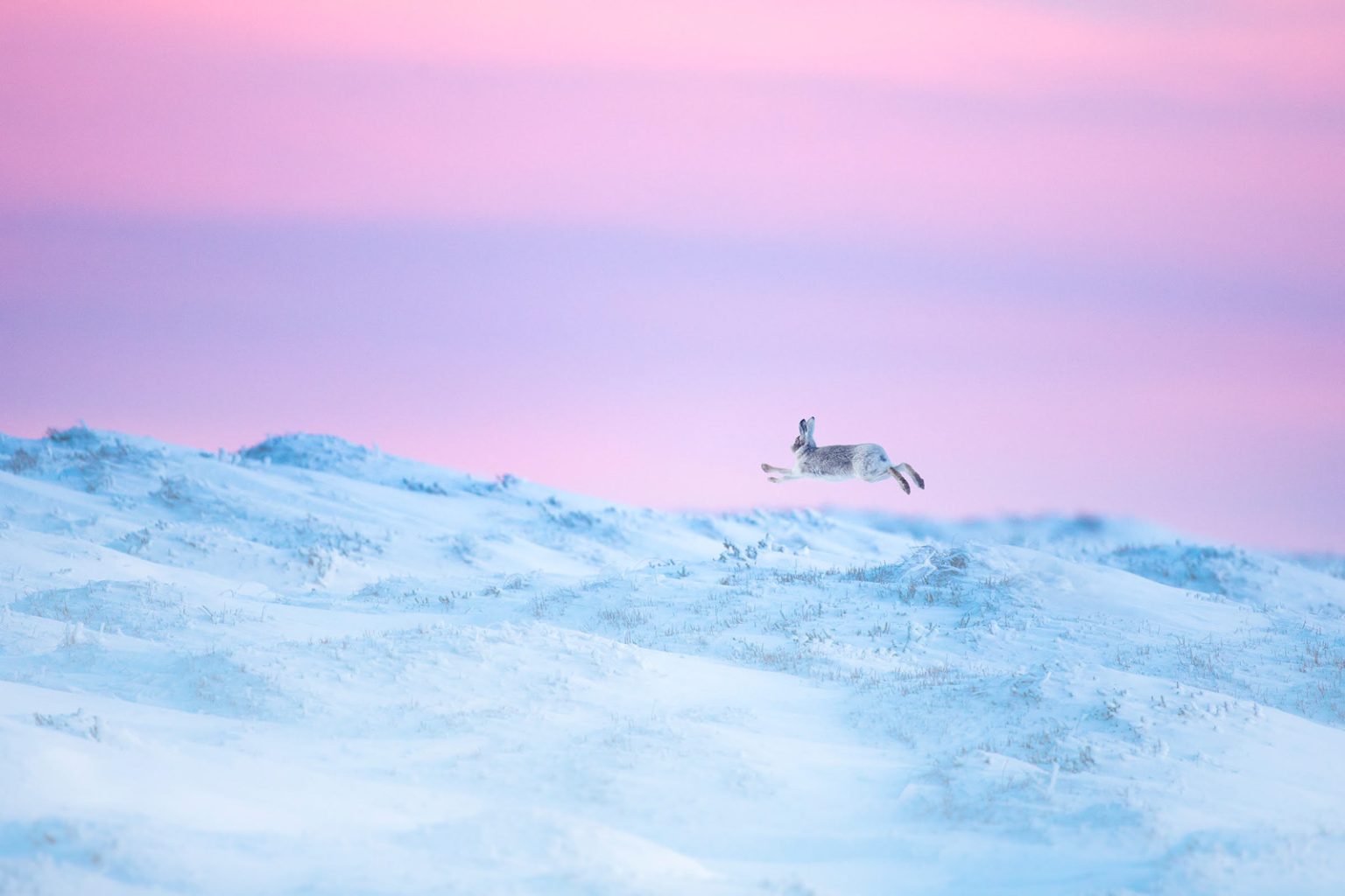 How to Improve Your Wildlife Action Shots - Nature TTL