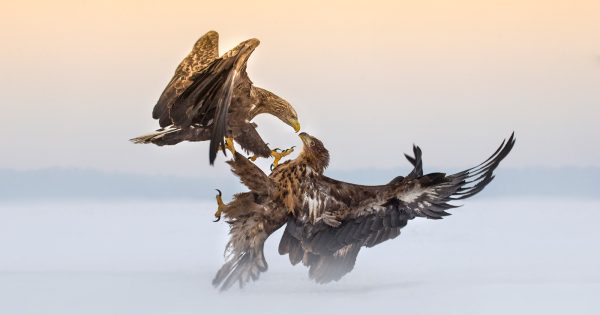 How to Improve Your Wildlife Action Shots - Nature TTL