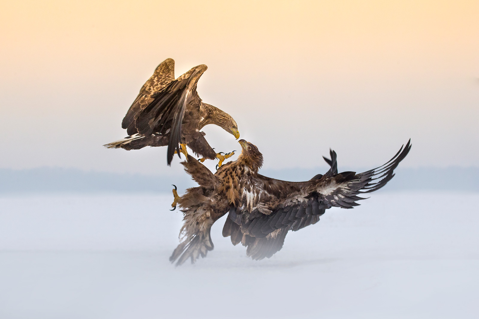 Animal Action Photography